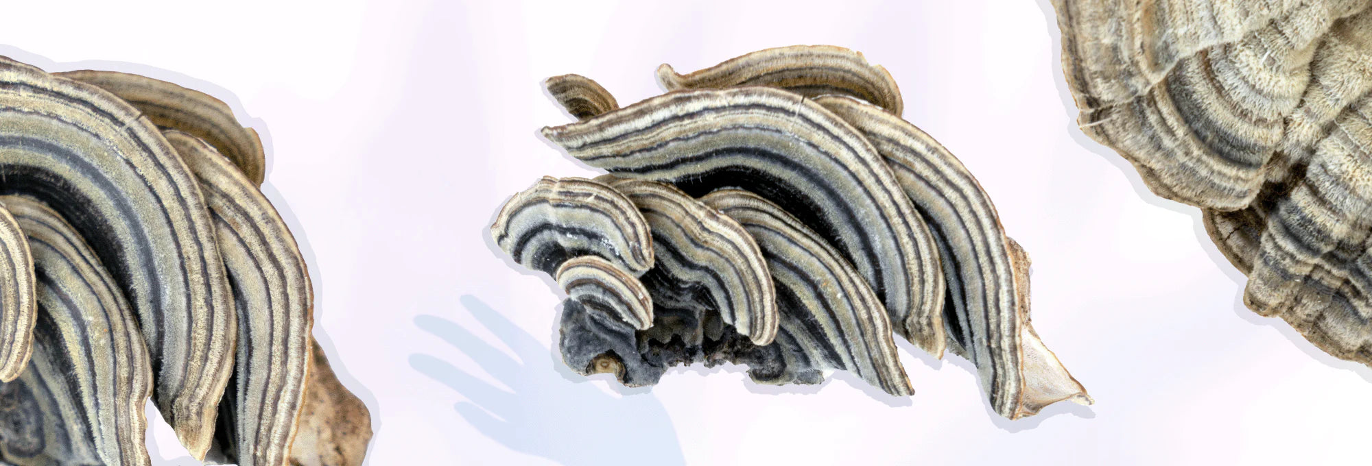 Let's Talk Turkey Tail: The Immune-Boosting Mushroom | OMFG Gummies